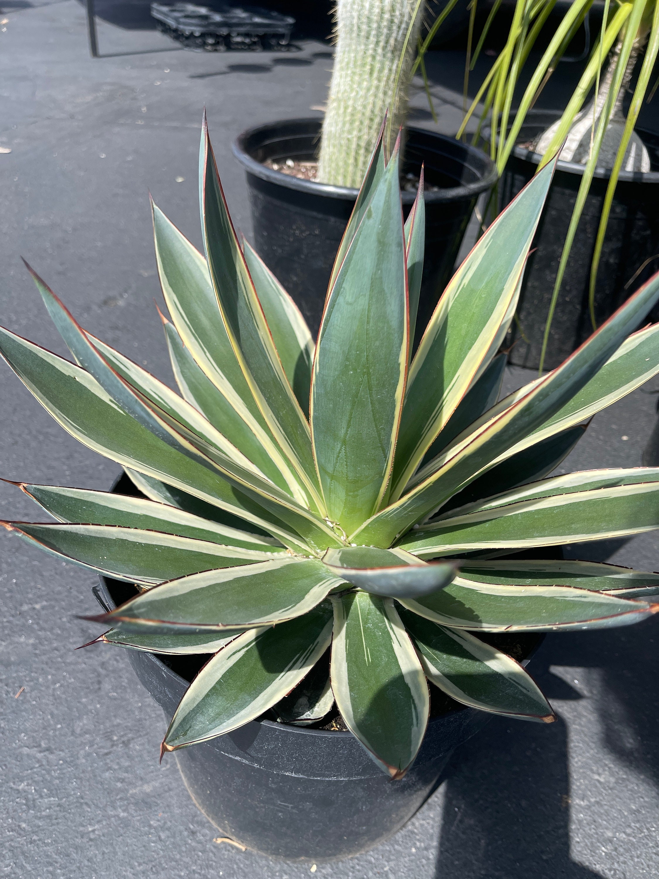 Agave Snow Glow - Etsy