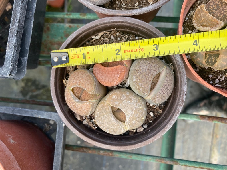 Lithops Live Plant - Etsy
