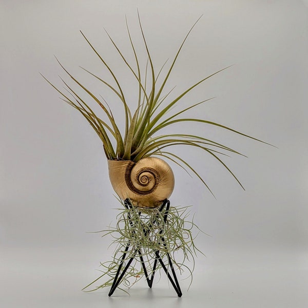 Apple Snail Shell - Etsy