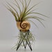 NEW for 2022! Hand-picked LARGE GOLD Apple Snail Shell and Air Plant on ...