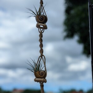 NEW for 2022! Two Hand-picked LARGE Apple Snail Shell in Handmade Jute ...