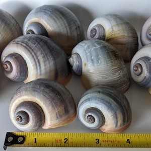 Giant Apple Snail Shells for Crafting, Craft Shells, Craft Snail Shell ...