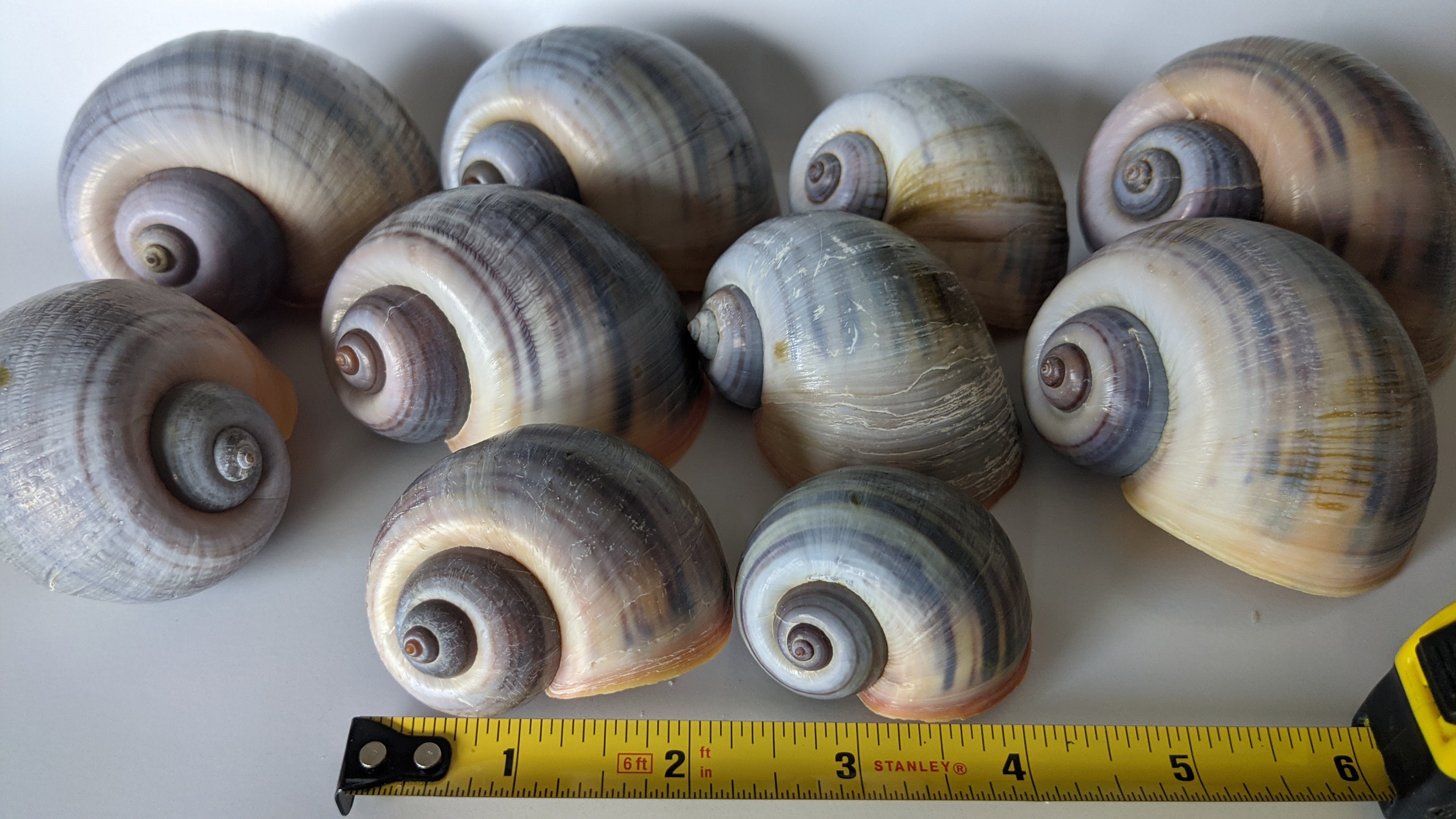 Giant Apple Snail Shells for Crafting Craft Shells Craft | Etsy