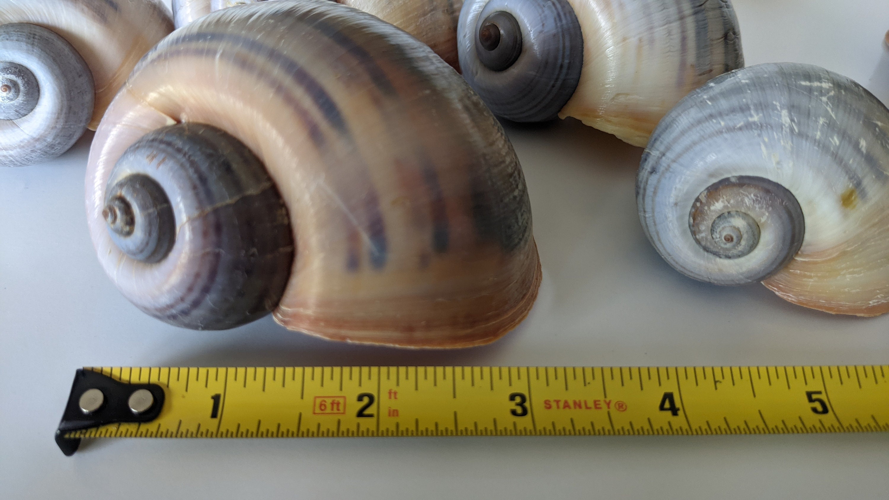 Giant Apple Snail Shells for Crafting Craft Shells Craft | Etsy