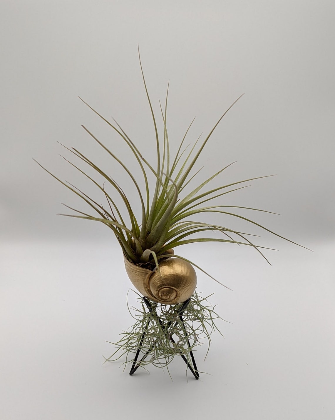 NEW for 2022 Hand-picked LARGE GOLD Apple Snail Shell and Air - Etsy