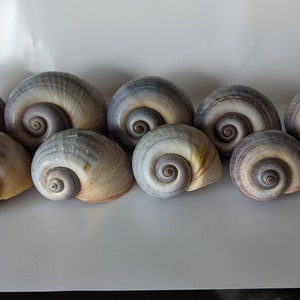 Giant Apple Snail Shells for Crafting, Craft Shells, Craft Snail Shell ...