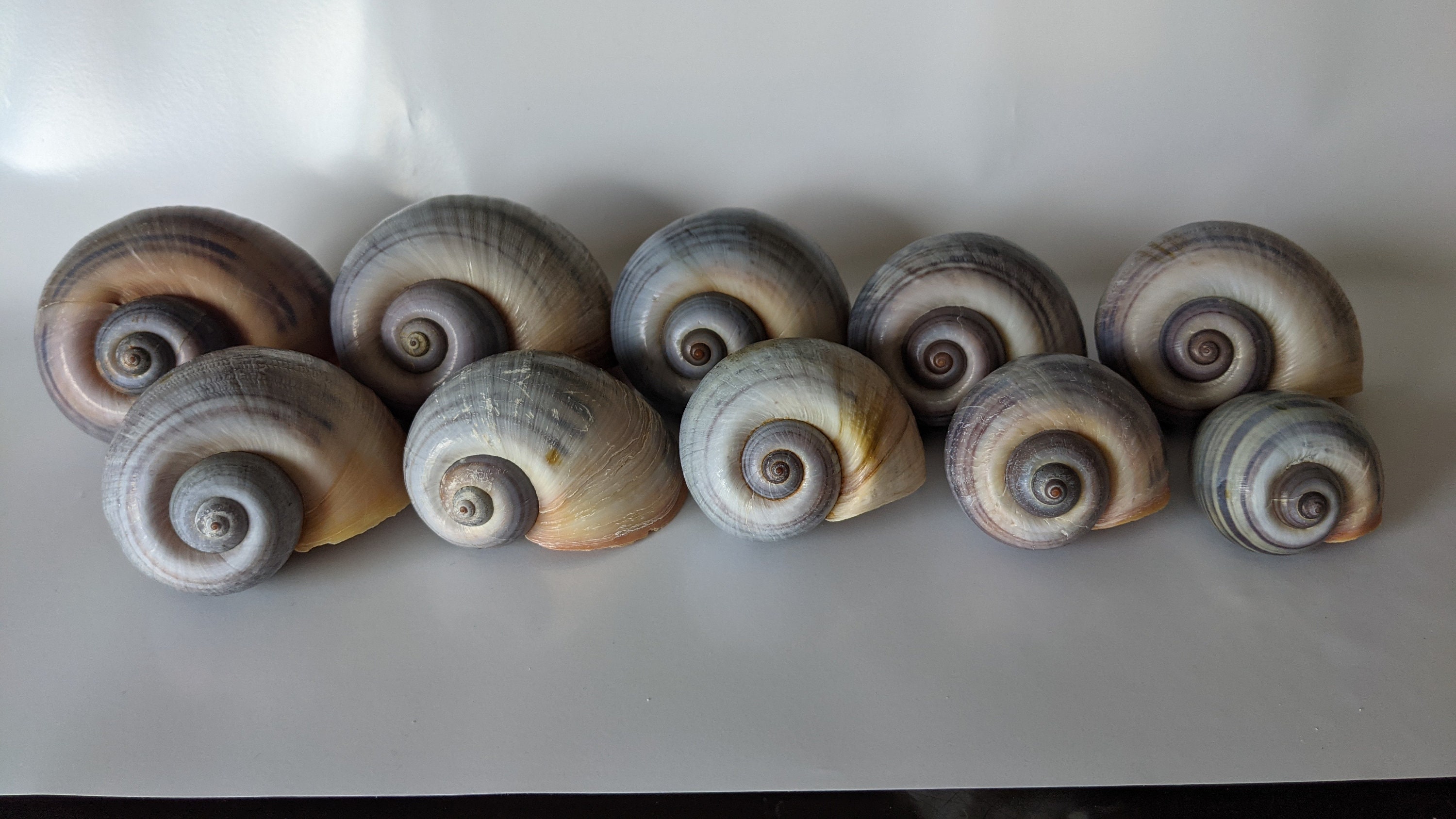 Giant Apple Snail Shells for Crafting Craft Shells Craft | Etsy