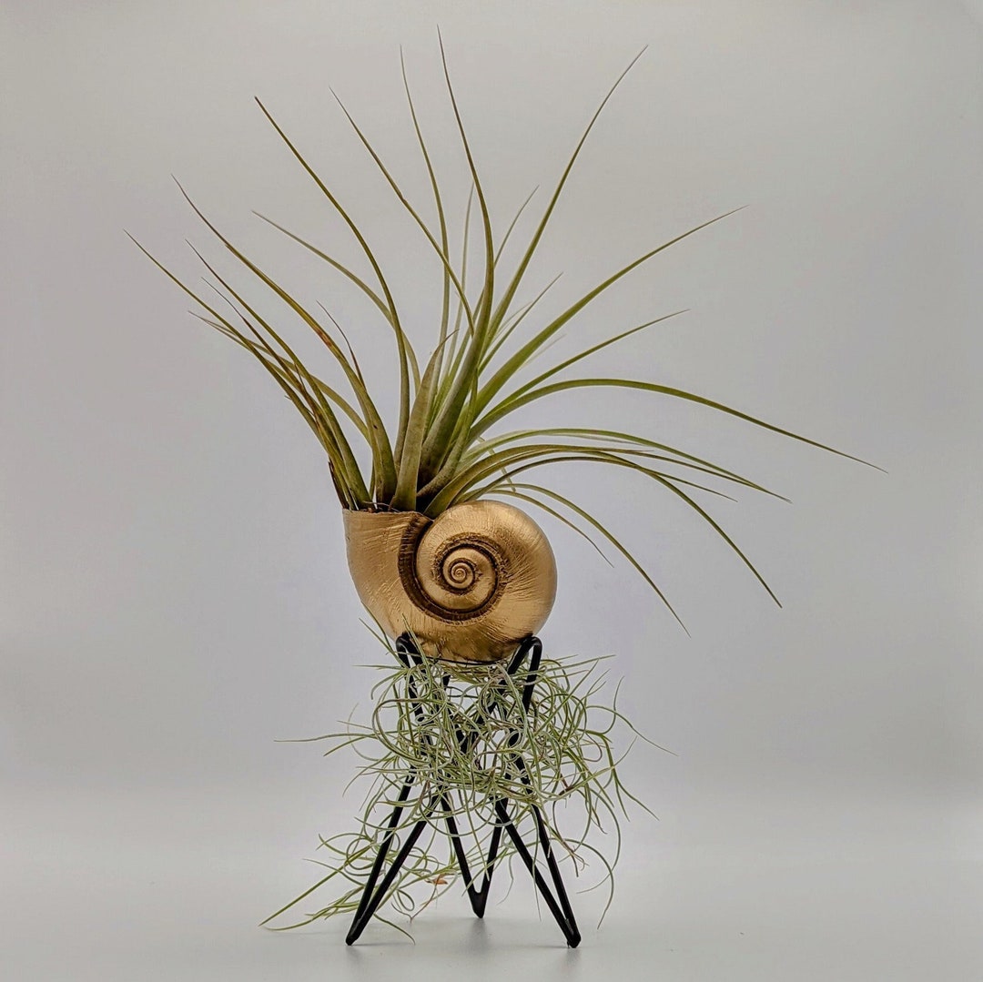 NEW for 2022! Hand-picked LARGE GOLD Apple Snail Shell and Air Plant on ...