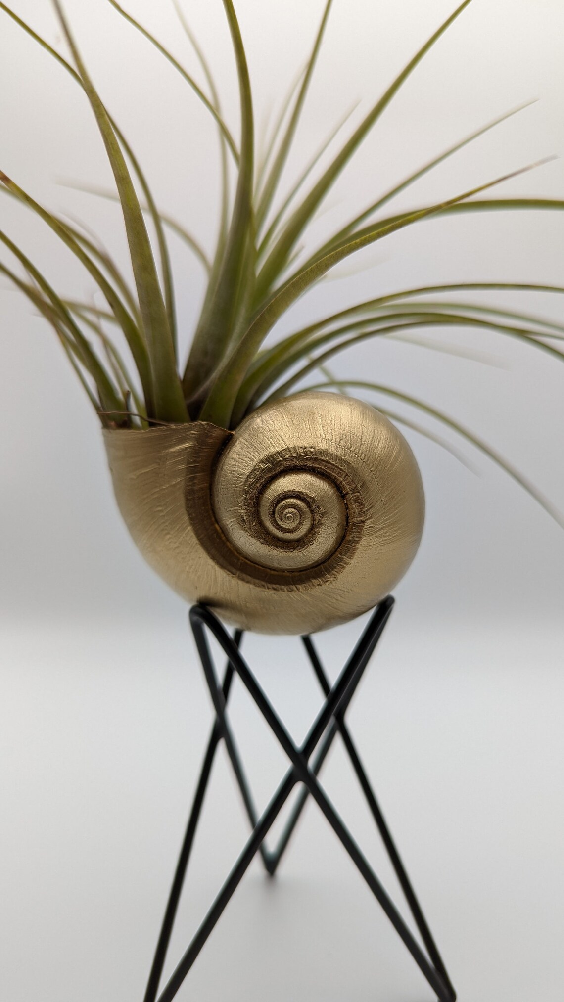 NEW for 2022 Hand-picked LARGE GOLD Apple Snail Shell and Air - Etsy