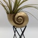 NEW for 2022 Hand-picked LARGE GOLD Apple Snail Shell and Air Plant on ...