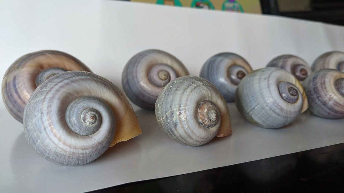 GOLD Giant Apple Snail Shells for Crafting, Craft Shells, Craft Snail ...