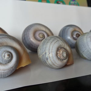 GOLD*** Giant Apple Snail Shells for Crafting, Craft Shells, Craft ...