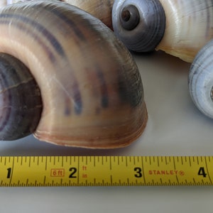 GOLD*** Giant Apple Snail Shells for Crafting, Craft Shells, Craft ...