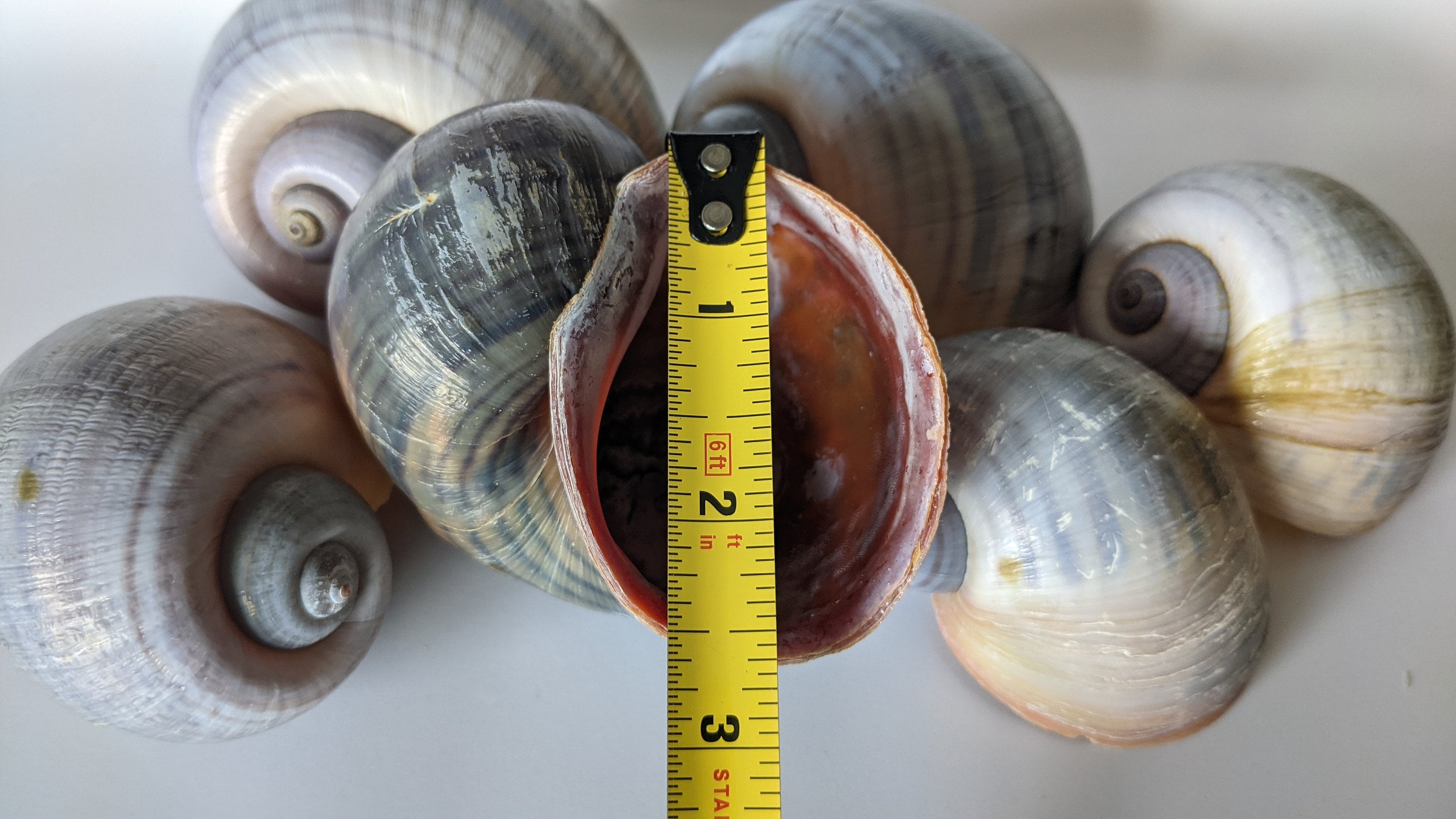 Giant Apple Snail Shells for Crafting Craft Shells Craft | Etsy