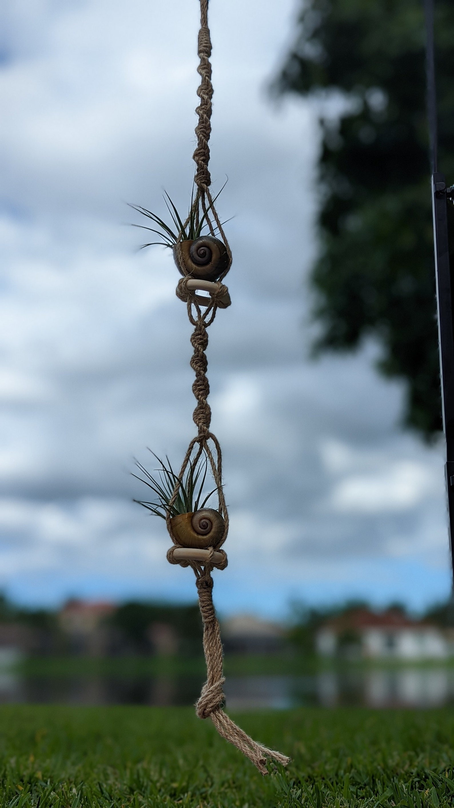 NEW for 2022! Two Hand-picked LARGE Apple Snail Shell in Handmade Jute ...