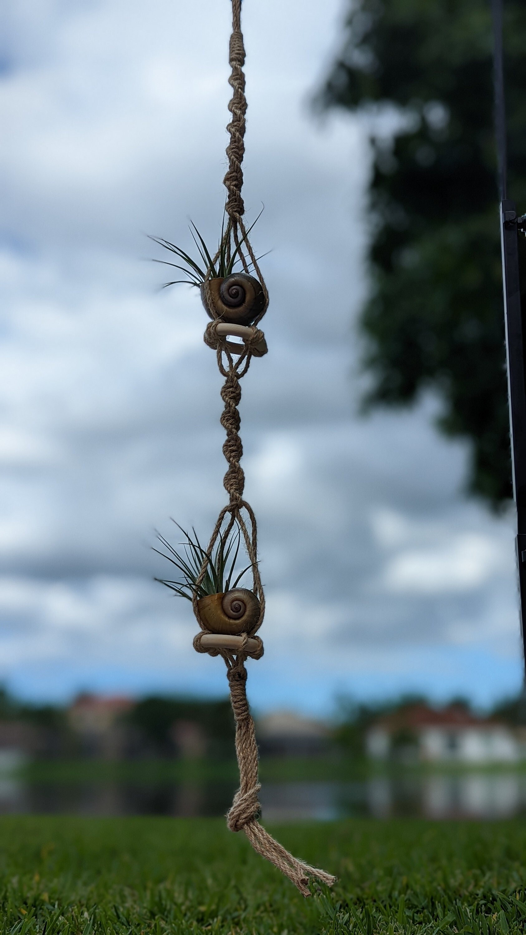 NEW for 2022! Two Hand-picked LARGE Apple Snail Shell in Handmade Jute ...