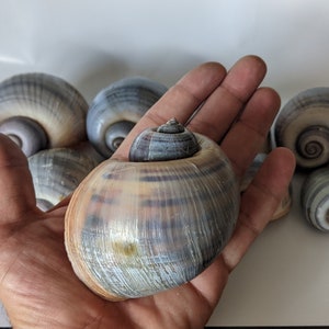Giant Apple Snail Shells for Crafting, Craft Shells, Craft Snail Shell ...