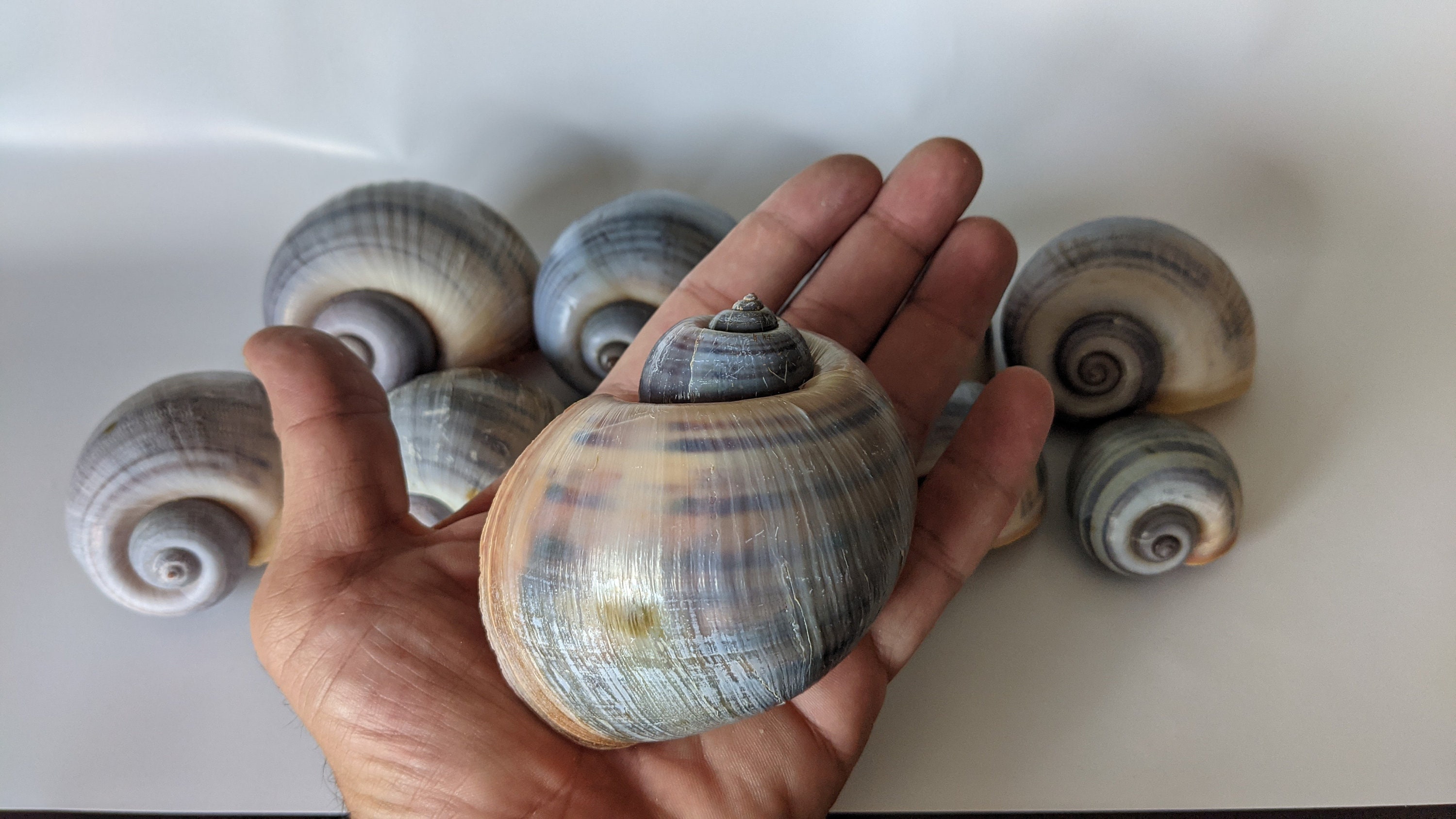 Giant Apple Snail Shells for Crafting Craft Shells Craft | Etsy