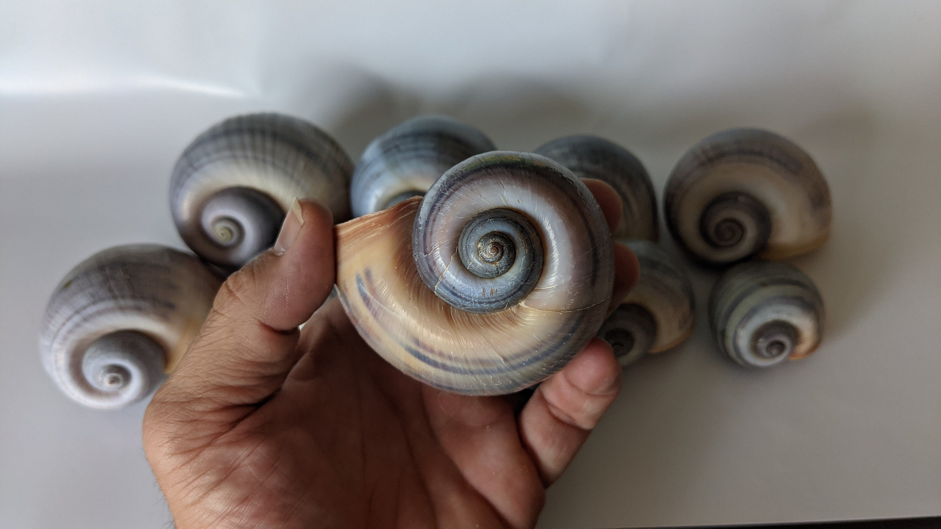 Giant Apple Snail Shells for Crafting Craft Shells Craft | Etsy