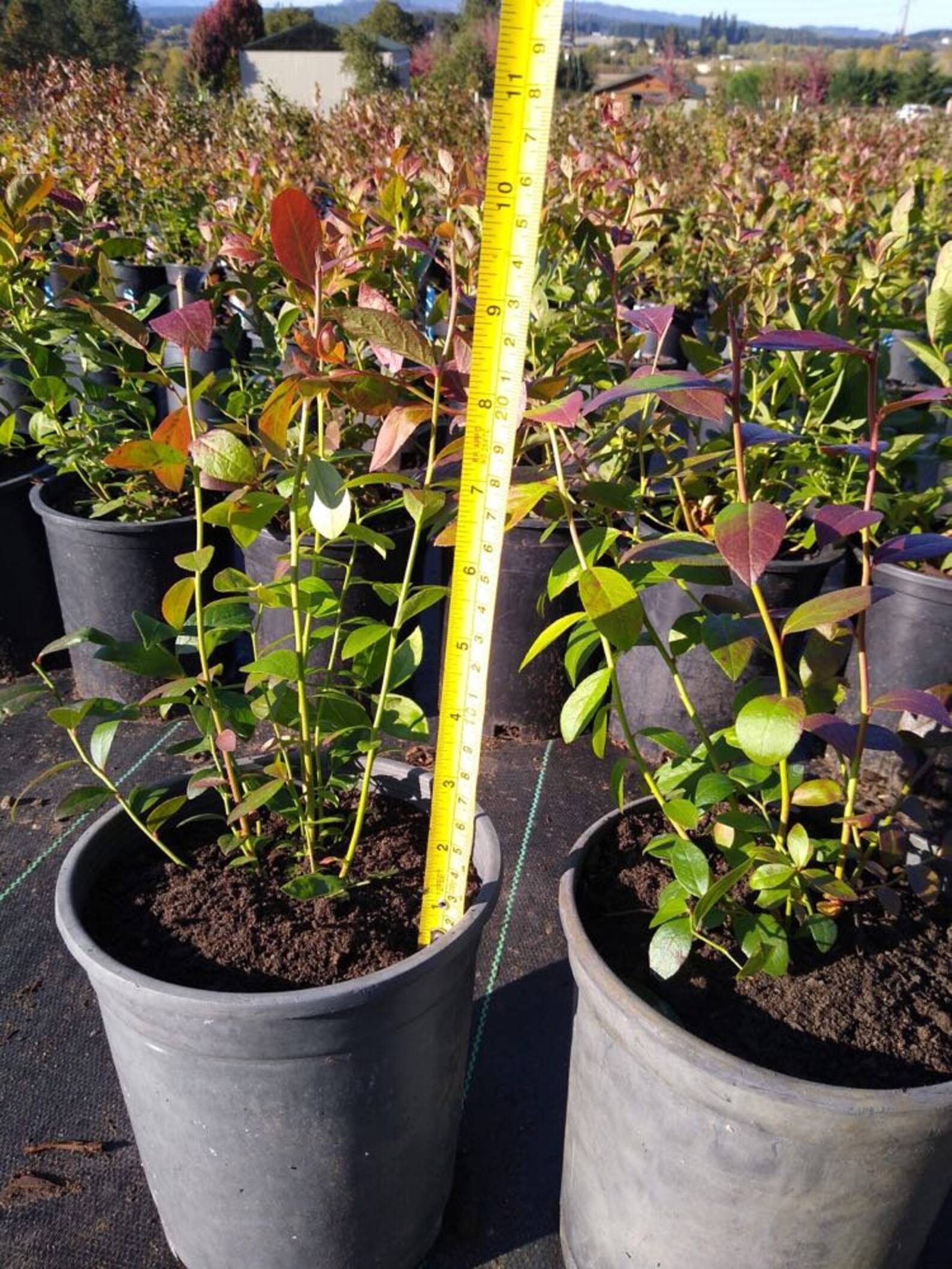 Star Blueberry Plant | Etsy