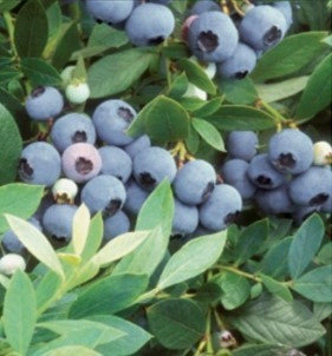 2 Year Old Sunshine Blue Blueberry Plant - Etsy