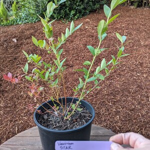 Star Blueberry Plant - Etsy