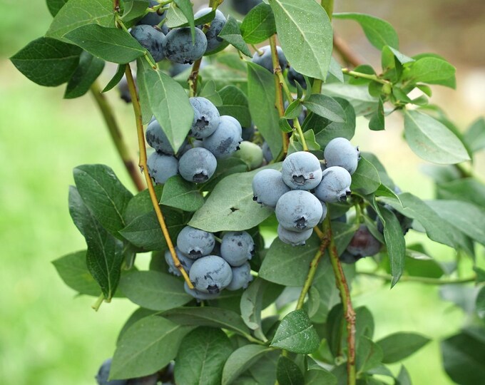 2 Year Old Legacy Blueberry Plant - Etsy