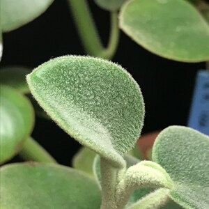 Peperomia incana | Etsy