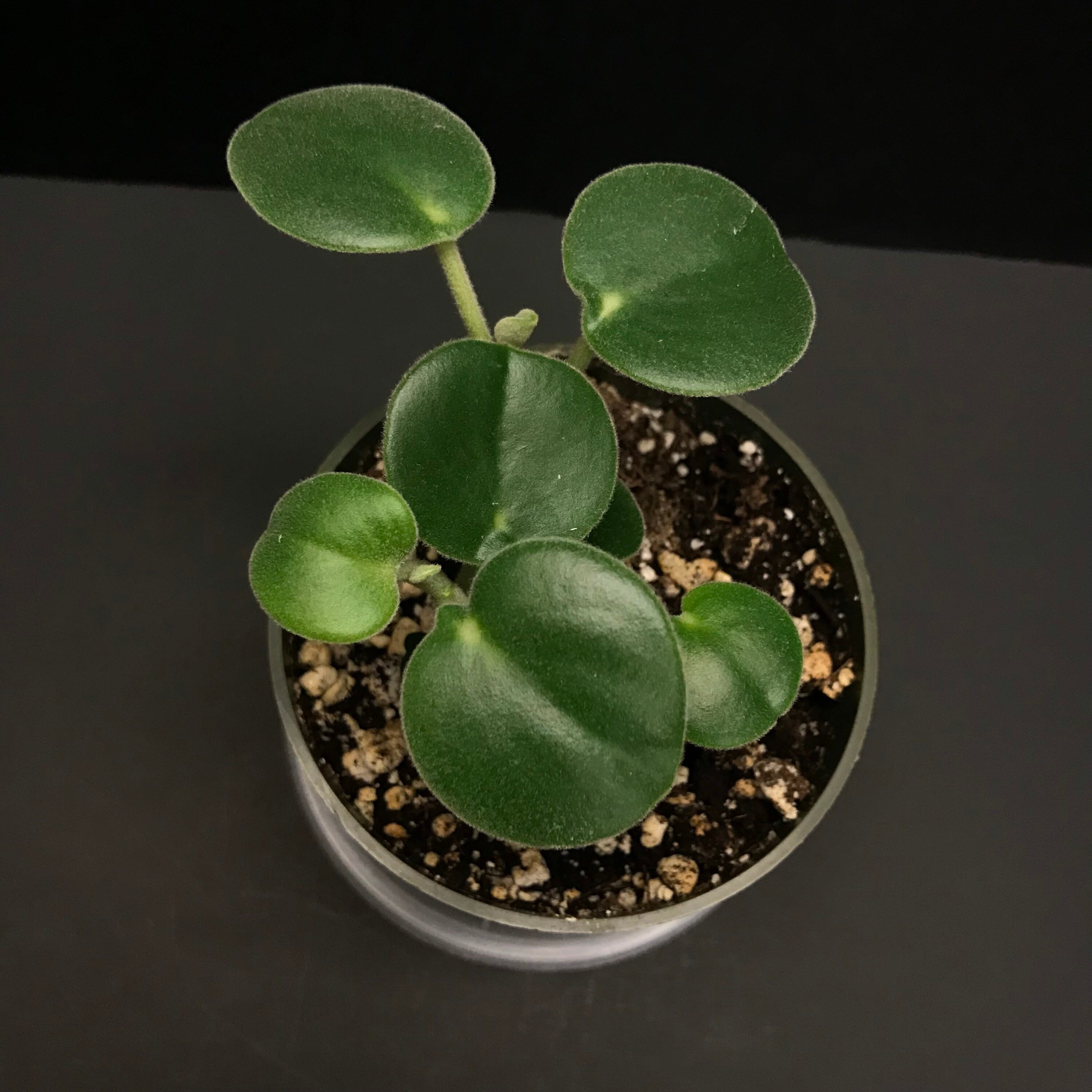 Peperomia incana | Etsy