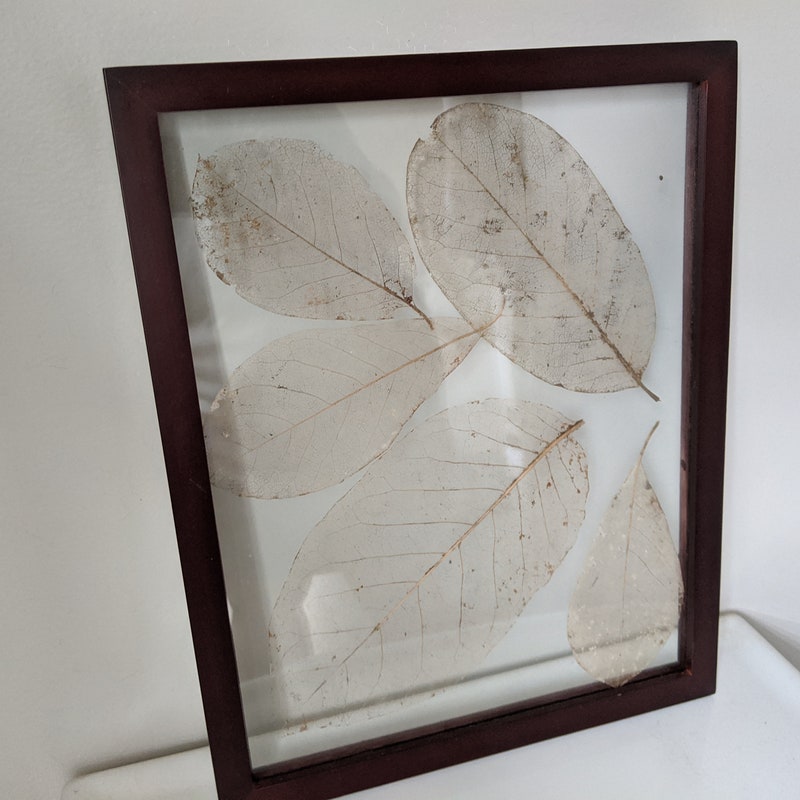 Skeleton Leaf Art - Etsy