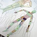 Pieces Paper Dolls #1 - Create a Jointed Doll - 6 Sizes - Articulated ...