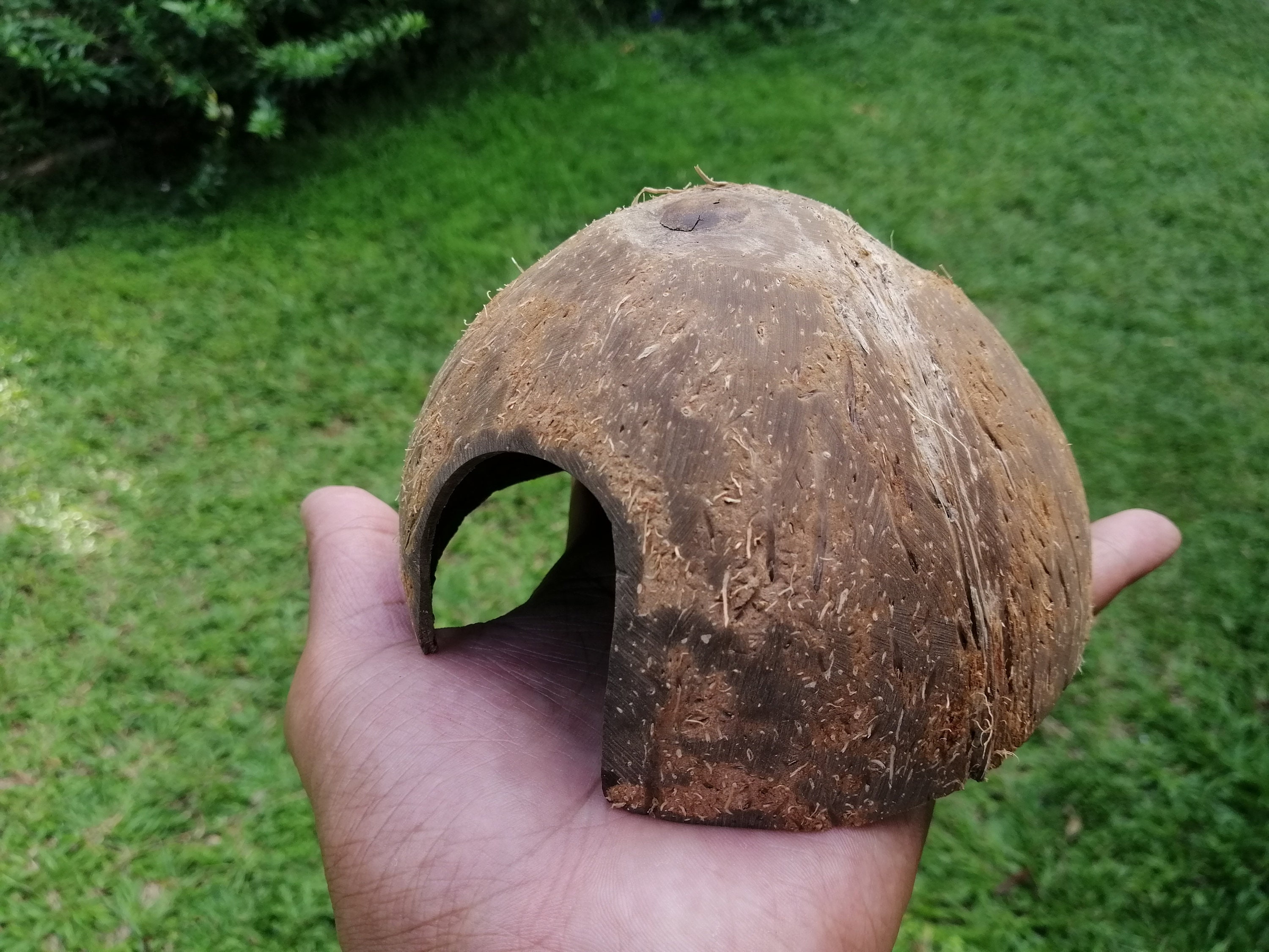 Aquarium Coconut Shell Cave Pleco Cave Cichlid Betta Fish - Etsy