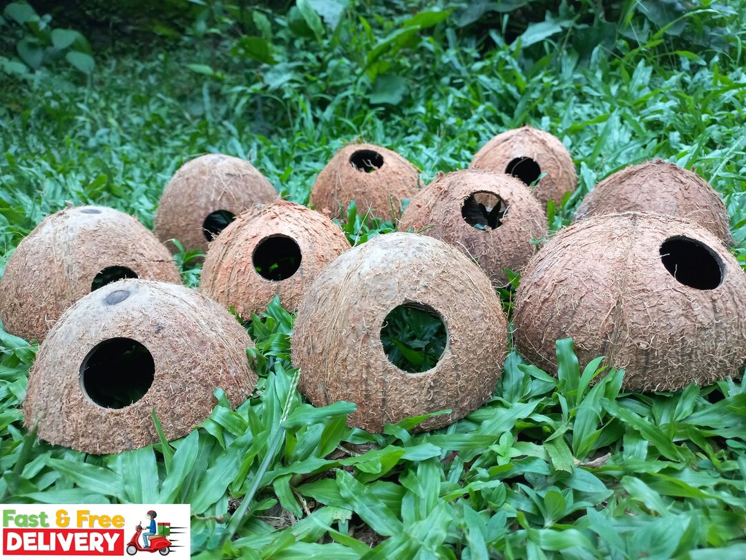 Fish Cave Aquarium Coconut Shell 03set / Hide, Betta Cave, Pleco Cave ...