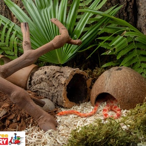 Aquarium Coconut Shell Cave Pleco Cave Cichlid Betta Fish - Etsy