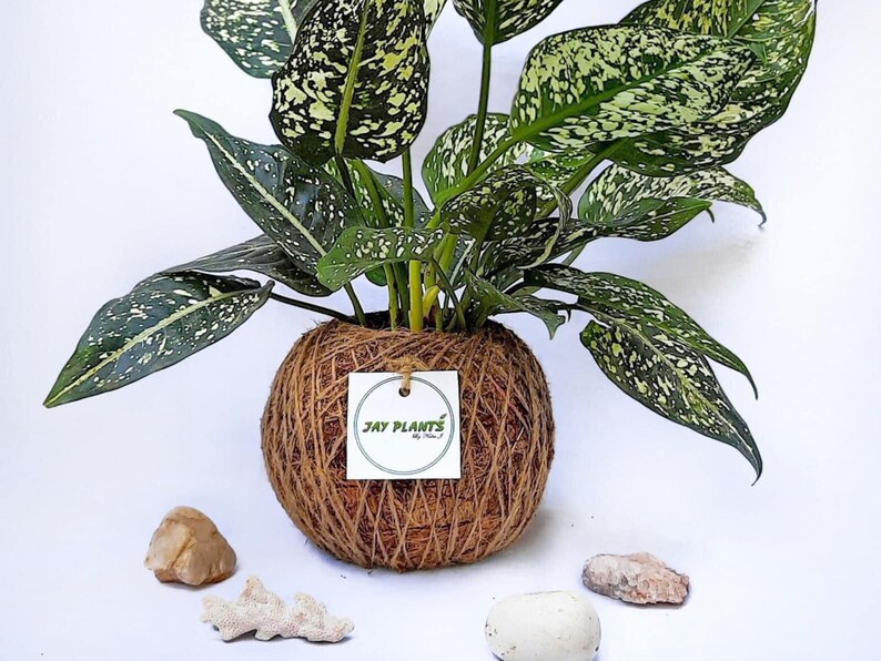 Kokedama Pots Hanging Orchid Pot Hanging Moss Ball Planter Green ...