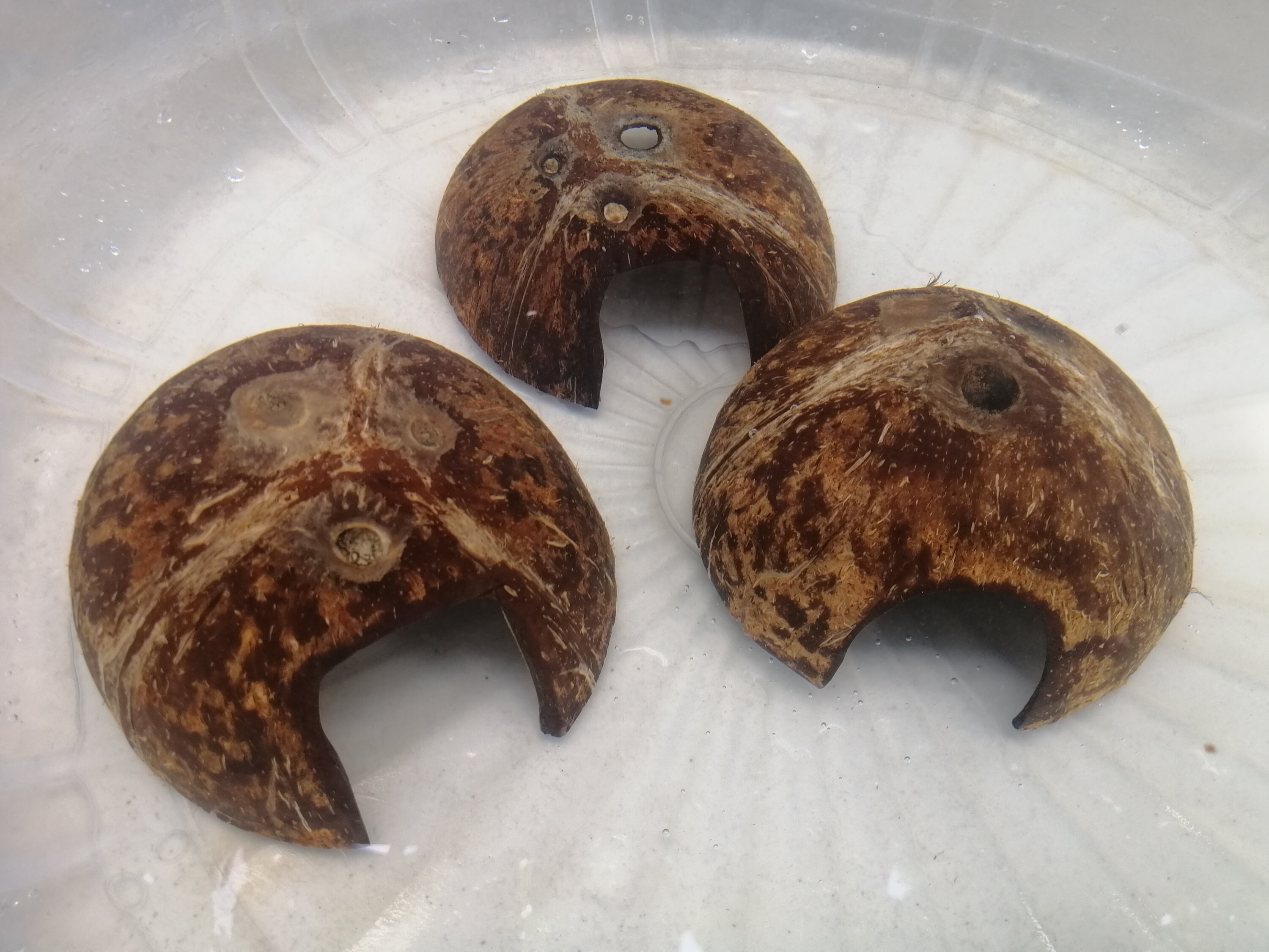 Aquarium Coconut Shell Cave Pleco Cave Cichlid Cave Betta | Etsy