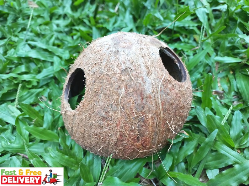 Fish Cave Aquarium Coconut Shell 03set / Hide, Betta Cave, Pleco Cave ...