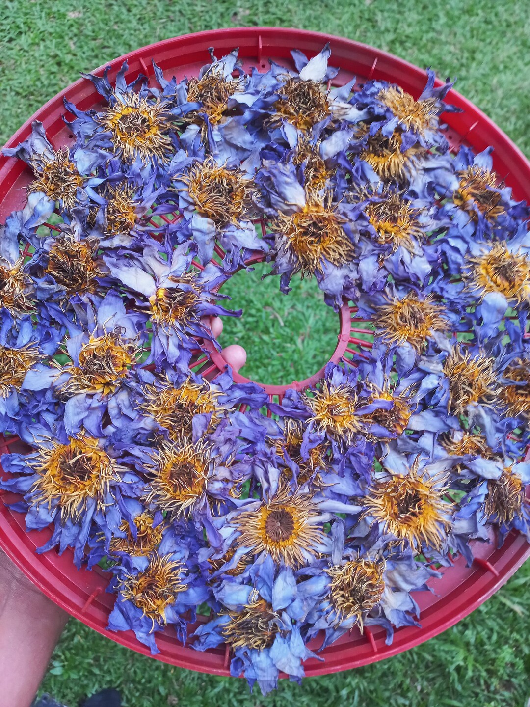 Organic Egyptian Blue Lotus Flowers Whole Flowers & Crushed Flowers ...