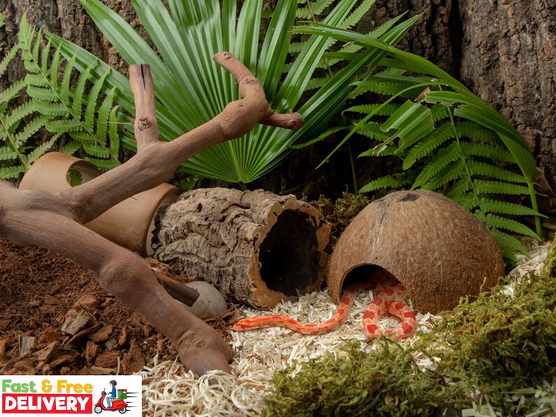 Coconut Hut for Small Reptiles, Aquarium Cave Lizards, Geckos, Frogs ...