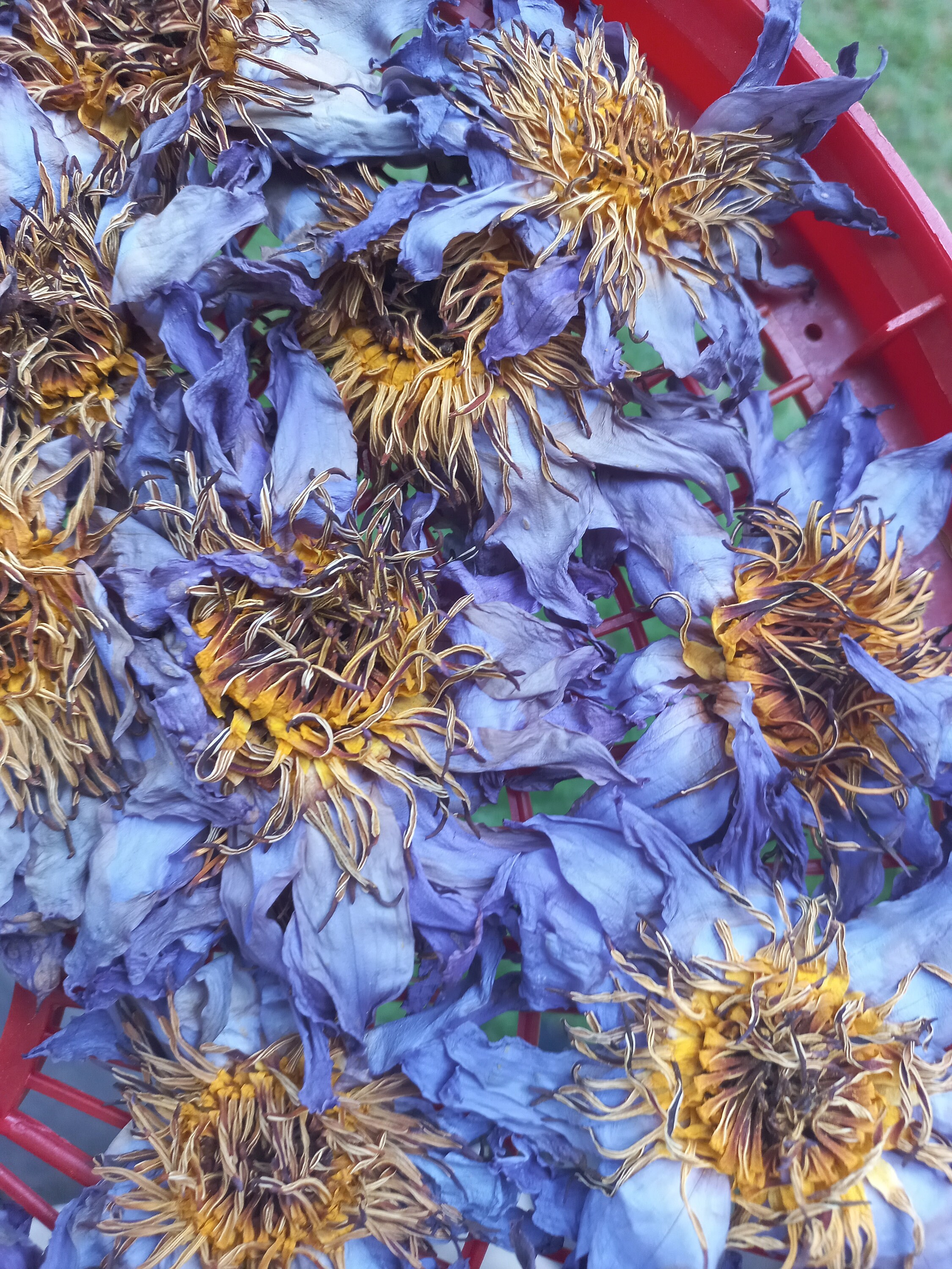 Organic Egyptian Blue Lotus Flowers Whole Flowers & Crushed Flowers ...