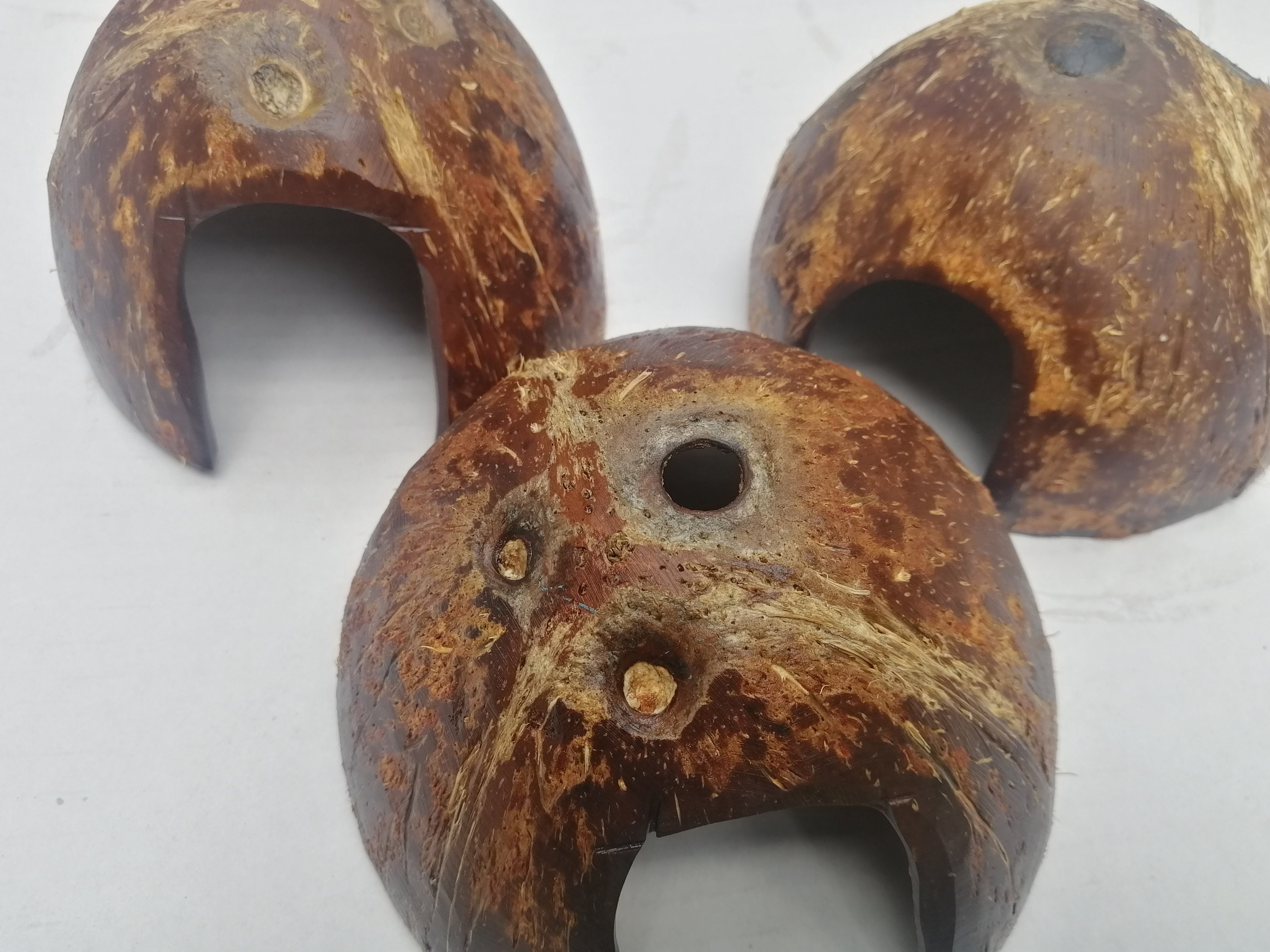 Aquarium Coconut Shell Cave Pleco Cave Cichlid Betta Fish - Etsy