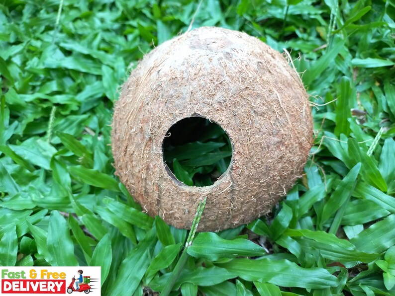 Fish Cave Aquarium Coconut Shell 03set / Hide, Betta Cave, Pleco Cave ...