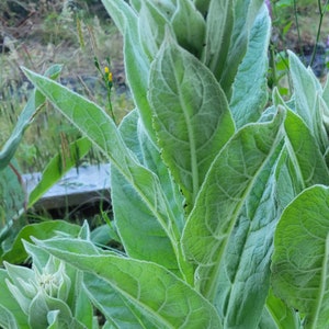 1000 Great Mullein Seeds (verbascum Thapsus) - Etsy