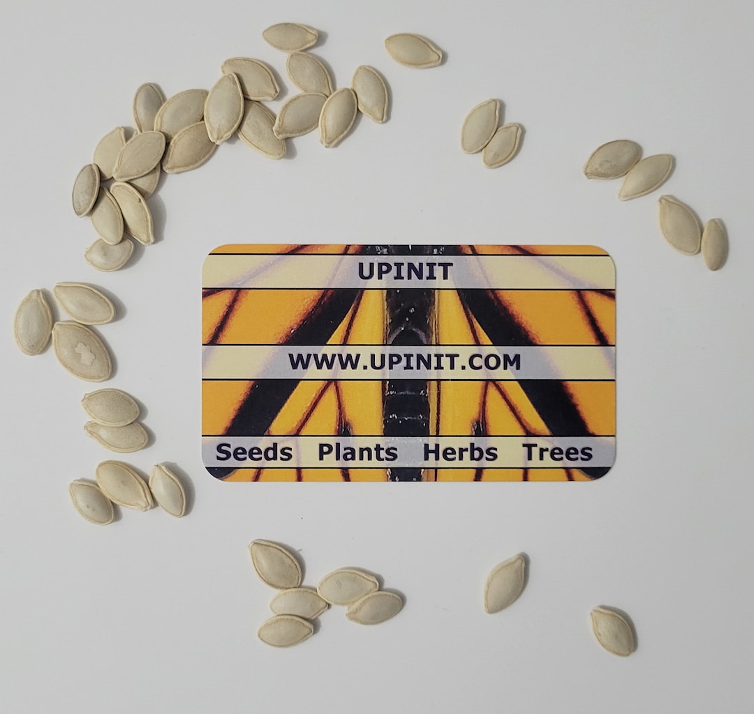 Bulk Beit Alpha Cucumber Seeds - Etsy