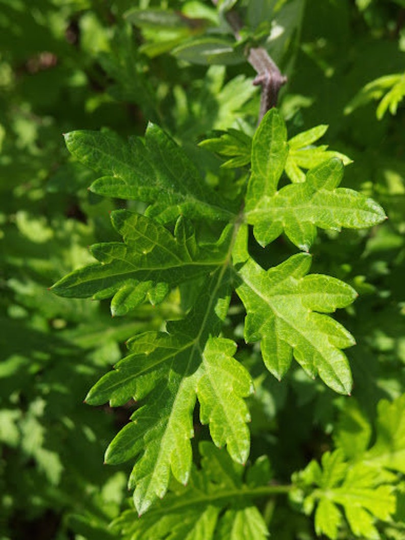 4 Japanese Mugwort Plants (artemisia Princeps) - Etsy