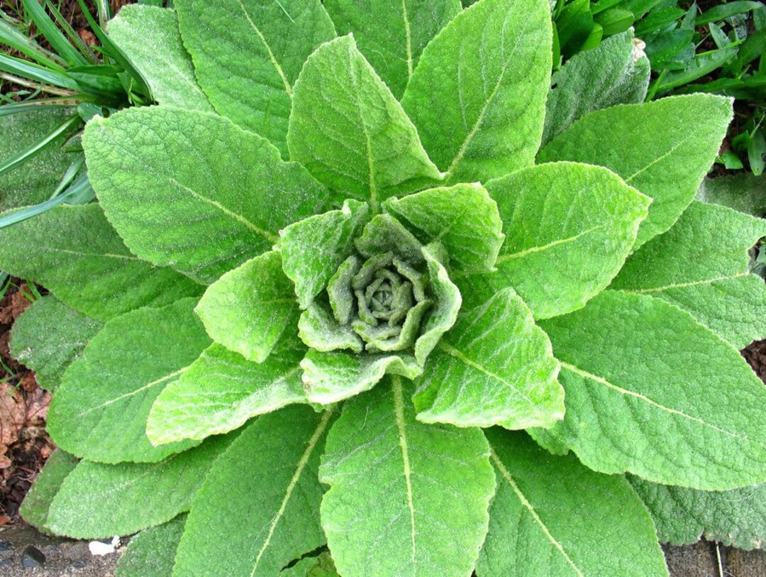 Bulk Great Mullein Seeds, Tea, and Plants (verbascum Thapsus) - Etsy