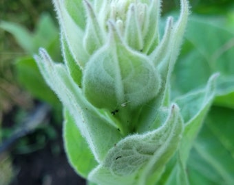 200/1000 Verbascum White Blush Flower Garden Seedsmoth Mullein Plant ...