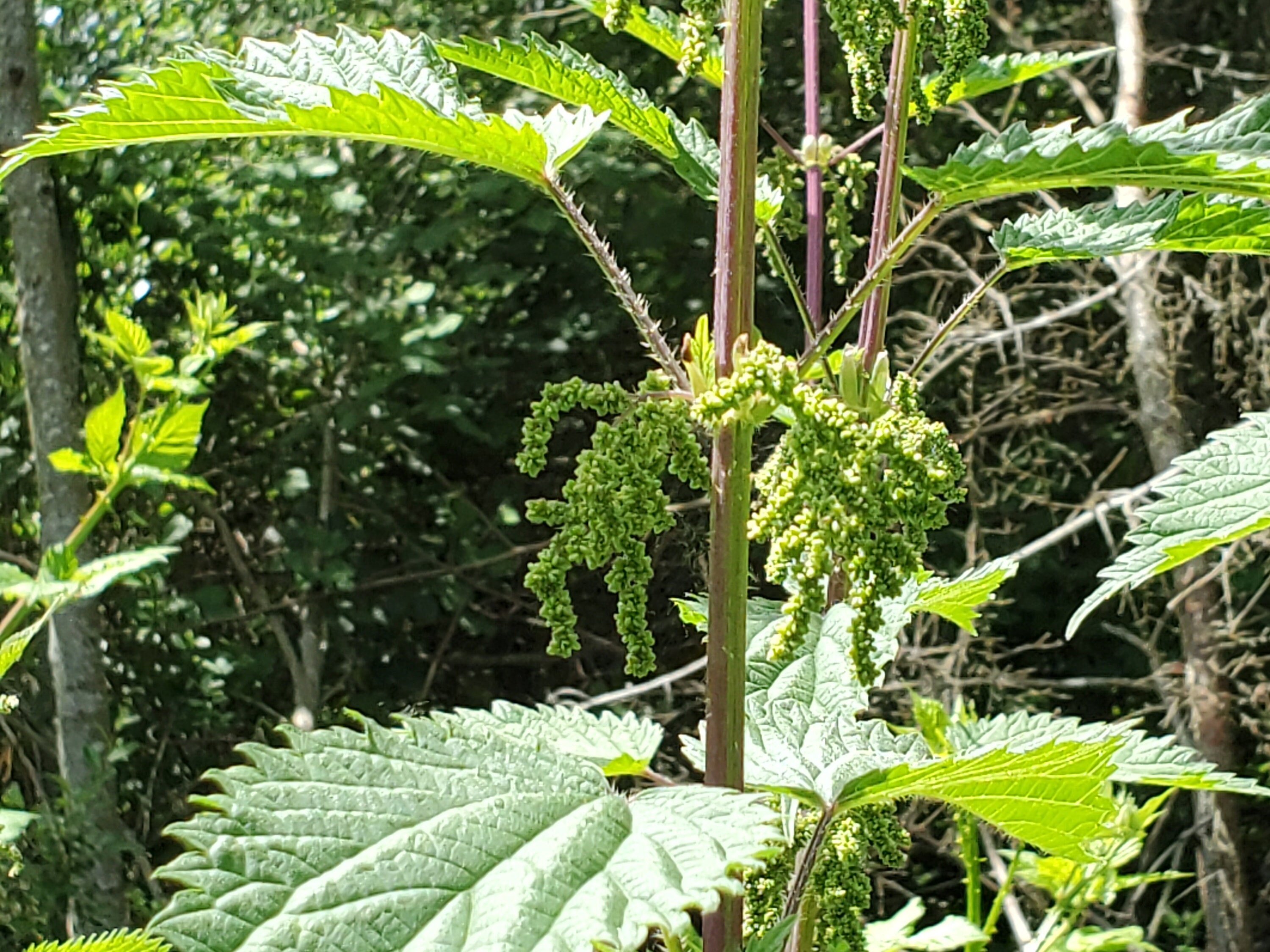 Bulk Stinging Nettle Seeds urtica Dioica - Etsy Canada