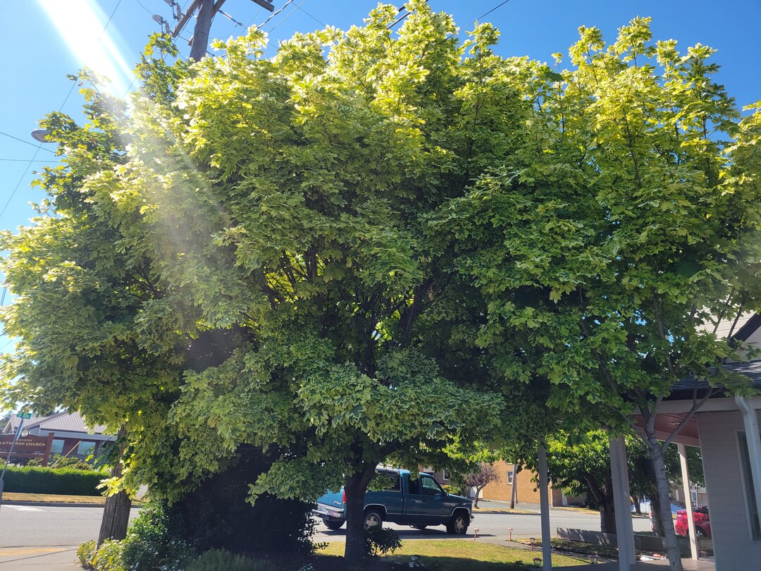 Variegated Norway Maple Tree acer Platanoides 'variegatum' - Etsy