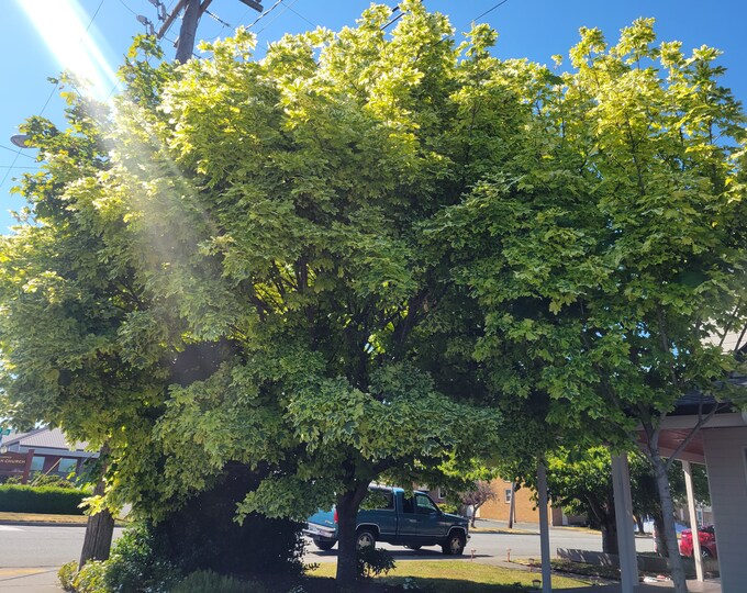 Variegated Norway Maple Tree (acer Platanoides 'variegatum') - Etsy